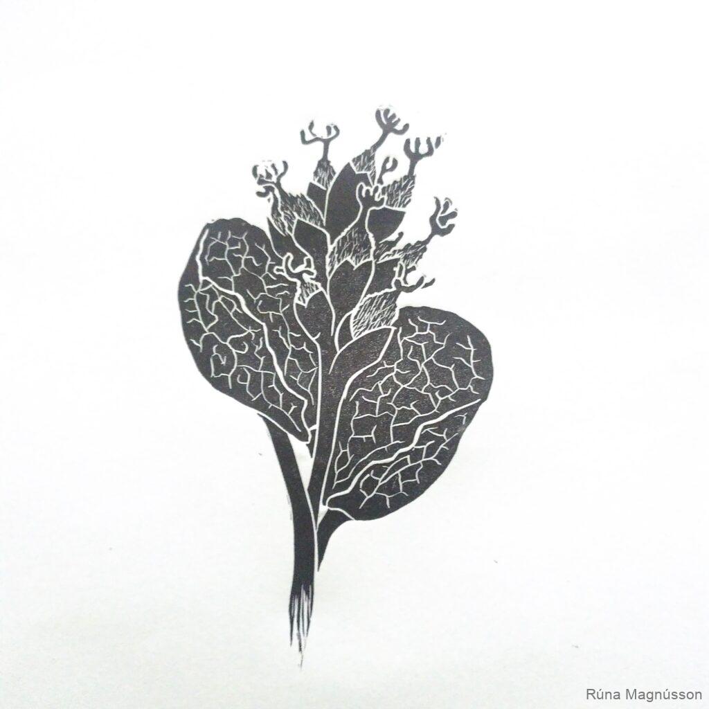 Some Svalbard Plants – Rúna Magnússon