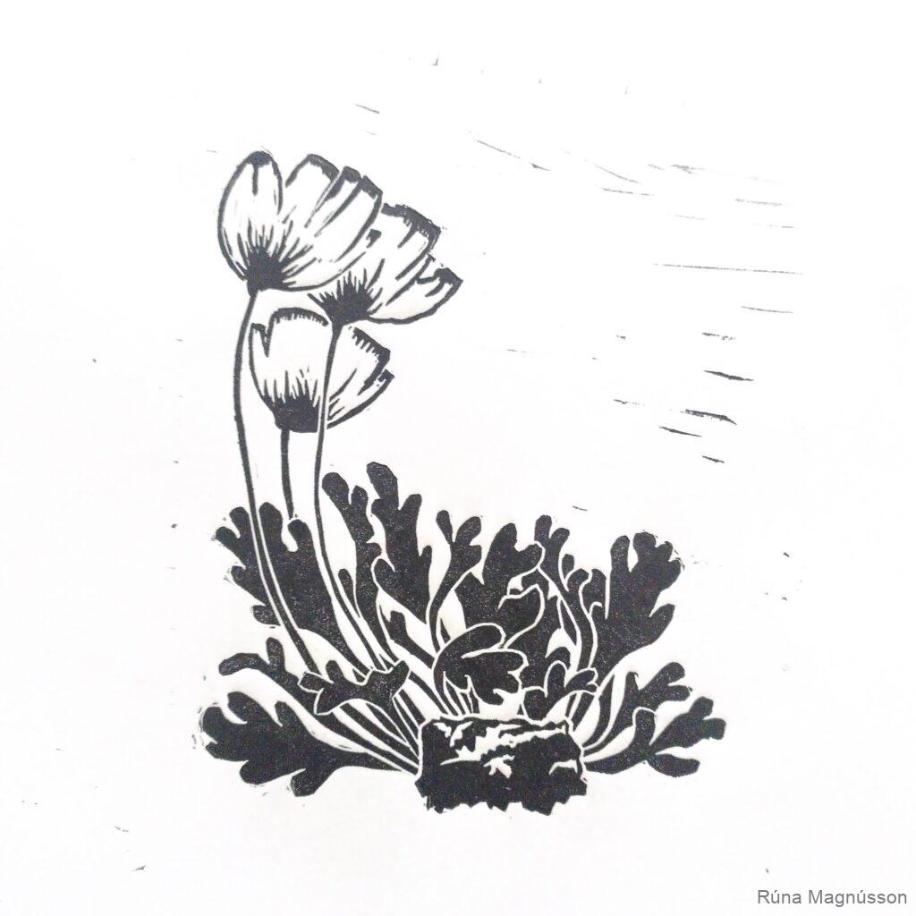 Some Svalbard Plants – Rúna Magnússon